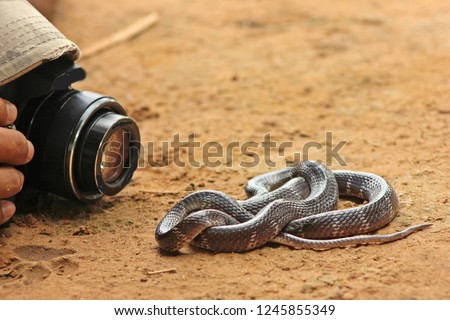 BIG-4-VENOMOUS-SNAKES-OF-INDIA Stock Photos and Images - Avopix.com