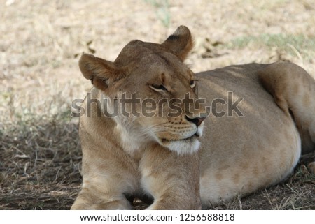 PREGNANT-LION Stock Photos and Images - Avopix.com