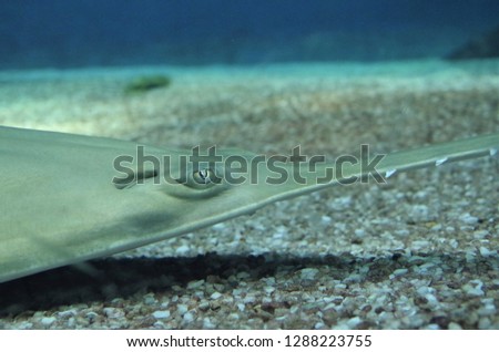 PRISTIDAE Stock Photos and Images - Avopix.com