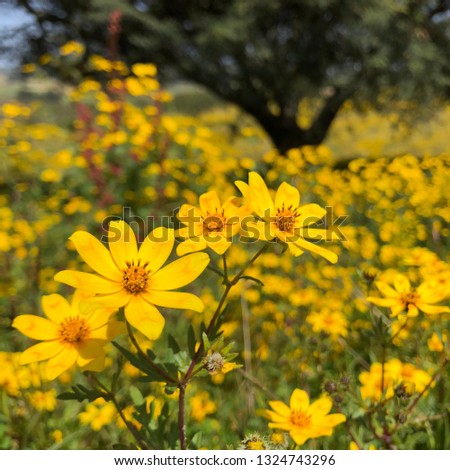 MESKEL-FLOWER Stock Photos and Images - Avopix.com
