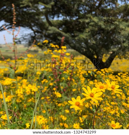 MESKEL-FLOWER Stock Photos and Images - Avopix.com