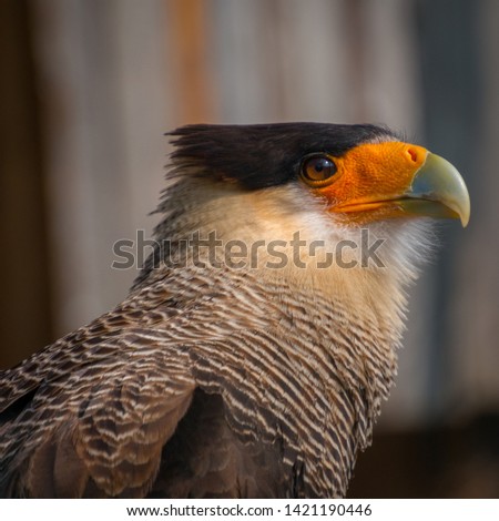 FALCONIDAE-ORDER-FALCONIFORMES Stock Photos and Images - Avopix.com
