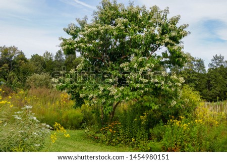SEVEN-SON-FLOWER-TREE Stock Photos and Images - Avopix.com