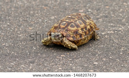 PADLOPER Stock Photos and Images - Avopix.com