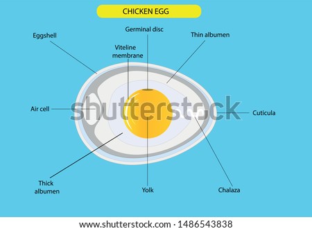 EDUCATION-POSTER-CHICKEN-EGG-STRUCTURE Stock Vector Images - Avopix.com