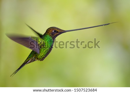 GUANGO-LODGE Stock Photos and Images - Avopix.com