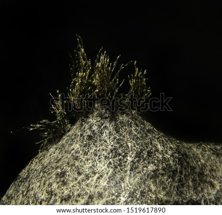 NECROTROPHIC-FUNGUS Stock Photos and Images - Avopix.com