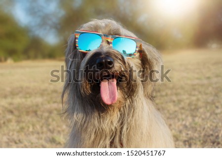DOG-WITH-LONG-TONGUE Stock Photos and Images - Avopix.com