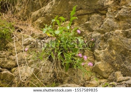 DERVENTA-RIVER Stock Photos and Images - Avopix.com