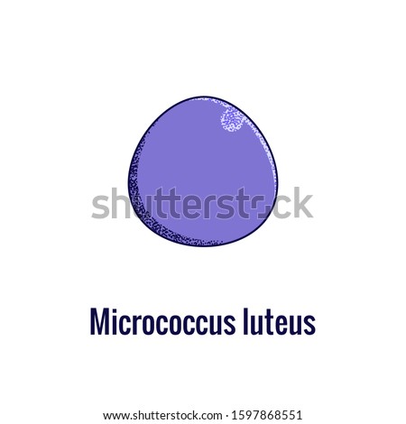 MICROCOCCUS-LUTEUS Stock Vector Images - Avopix.com