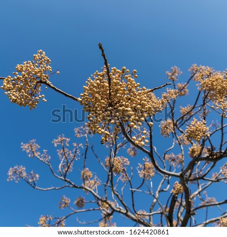 SYRINGA-BERRY-TREE Stock Photos and Images - Avopix.com