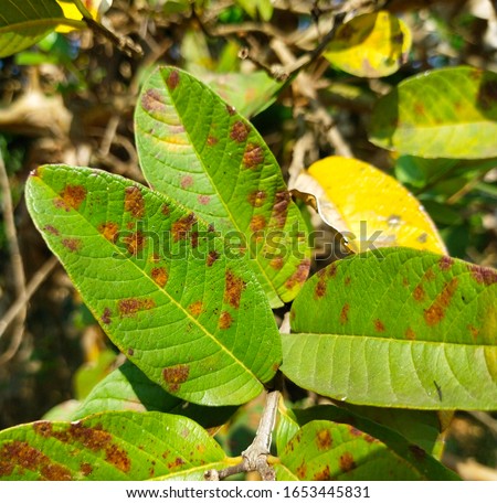 GUAVA-LEAVE-SPOT Stock Photos and Images - Avopix.com