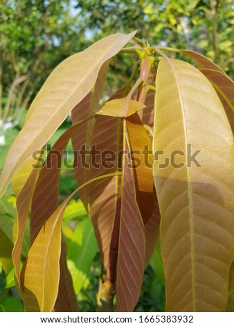 MANGO-LEAF-CUTTING-WEEVIL Stock Photos and Images - Avopix.com