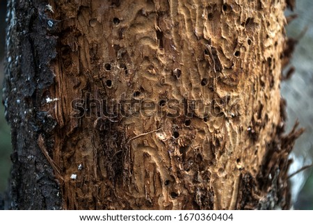 TREE-BARK-DISEASE Stock Photos and Images - Avopix.com