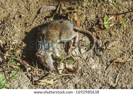 DEAD-RODENT Stock Photos and Images - Avopix.com