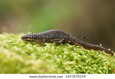 COMMON-NEWT Stock Photos and Images - Avopix.com