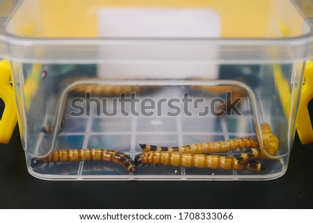LIFE-CYCLE-OF-FLOUR-BEETLE Stock Photos and Images - Avopix.com