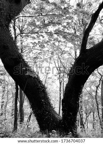 V-SHAPED-TREE Stock Photos and Images - Avopix.com
