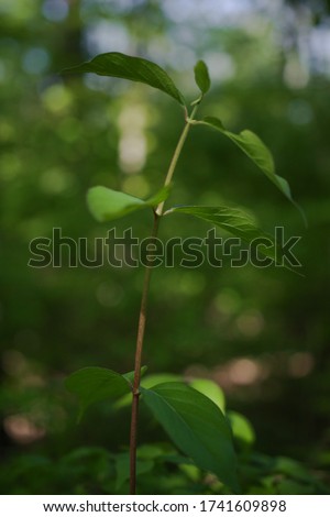 PARIPINNATE-COMPOUND-LEAF Stock Photos and Images - Avopix.com