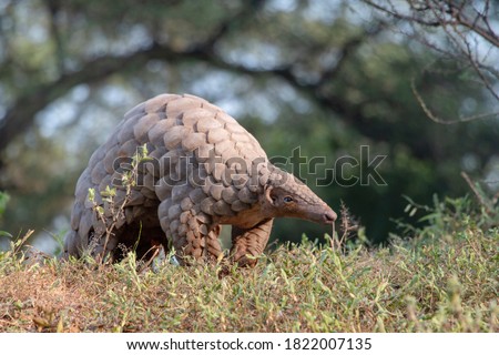 INDIAN-PANGOLIN Stock Photos and Images - Avopix.com