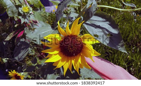 SUNFLOWER-BULB Stock Photos and Images - Avopix.com