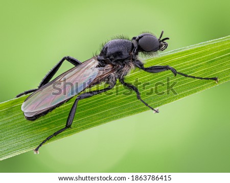 HAWTHORN-FLY Stock Photos and Images - Avopix.com