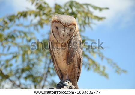 SERAK-JAWA Stock Photos and Images - Avopix.com