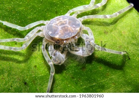 MICRO-CRAB Stock Photos and Images - Avopix.com