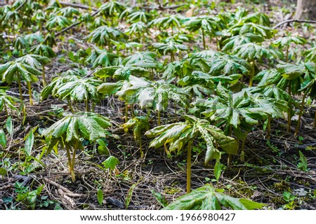 AMERICAN-MANDRAKE Stock Photos and Images - Avopix.com