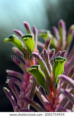 ANIGOZANTHOS-HUMILIS Stock Photos and Images - Avopix.com