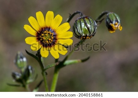 STINKING-ROGER Stock Photos and Images - Avopix.com