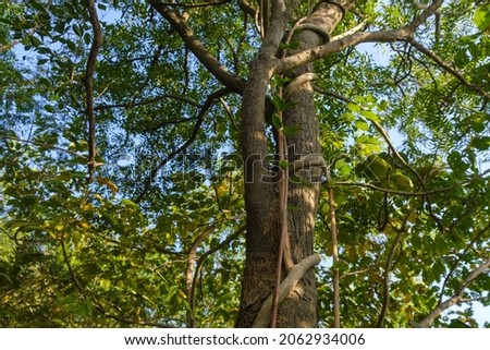 INOSCULATION Stock Photos and Images - Avopix.com