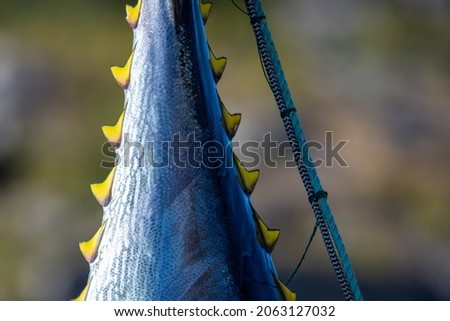 FINLETS Stock Photos and Images - Avopix.com
