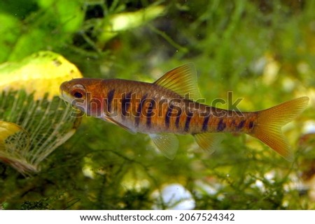 BARBUS Stock Photos and Images - Avopix.com