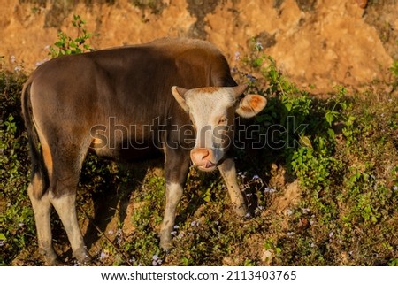 NAGALAND-STATE-ANIMAL Stock Photos and Images - Avopix.com