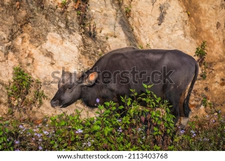NAGALAND-STATE-ANIMAL Stock Photos and Images - Avopix.com