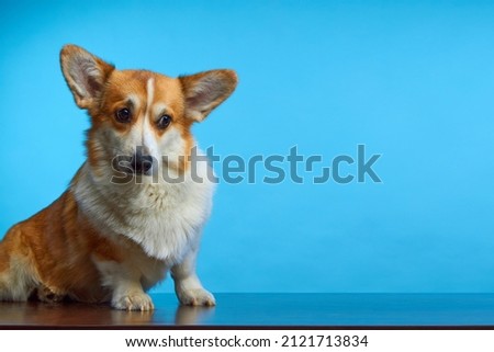 SAD-DOG-FACE Stock Photos and Images - Avopix.com