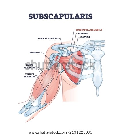SUBSCAPULARIS-MUSCLE Stock Vector Images - Avopix.com