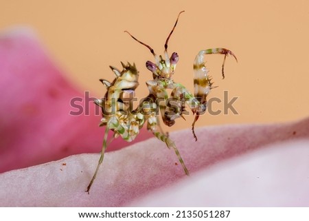 RAPTORIAL-LEGS Stock Photos and Images - Avopix.com