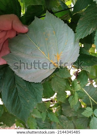 PHRAGMIDIUM-RUBI-IDAEI Stock Photos and Images - Avopix.com