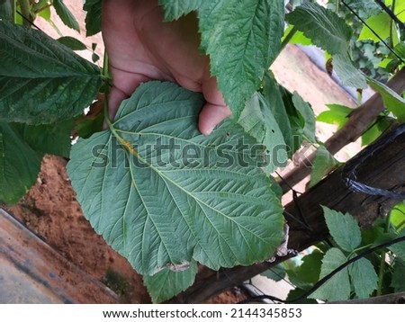PHRAGMIDIUM-RUBI-IDAEI Stock Photos and Images - Avopix.com