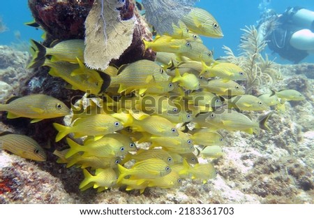 UNDERWATER-LEDGE Stock Photos and Images - Avopix.com