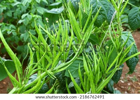 GUWAR Stock Photos and Images - Avopix.com