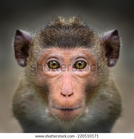 MONKEY-FACE Stock Photos and Images - Avopix.com