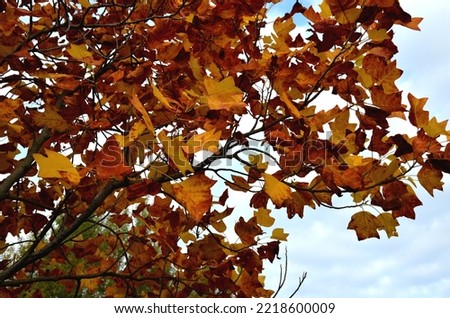 DECIDUOUS-PYRAMIDAL-TREE Stock Photos and Images - Avopix.com