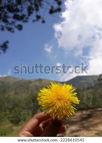 RANDA-FLOWER Stock Photos and Images - Avopix.com