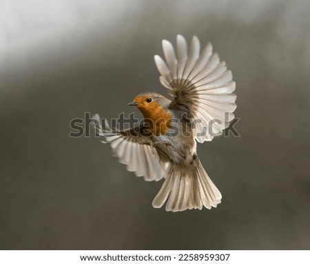 BEAUTIFUL-ROBIN-IN-FLIGHT Stock Photos and Images - Avopix.com