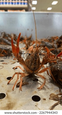 CRAYDIDS Stock Photos and Images - Avopix.com
