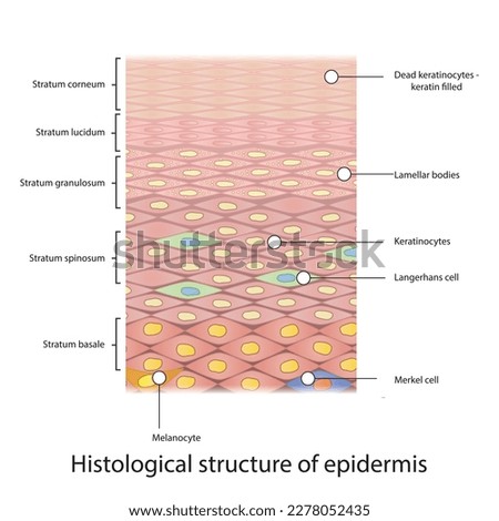 LAMELLAR-BODIES Stock Vector Images - Avopix.com