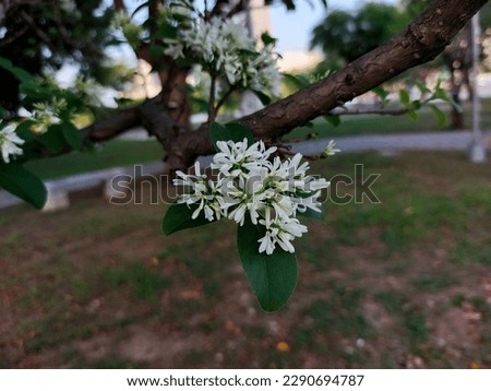 SEVEN-SON-FLOWER-TREE Stock Photos and Images - Avopix.com